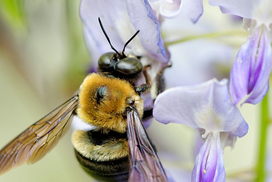 The Story Of The Bumble Bee And The Hare: Choosing Better – The ...